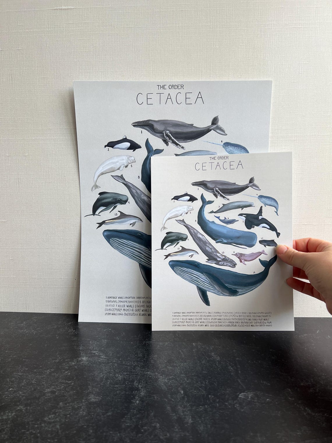 Whales, the Order Cetacea, Scientific Illustration - Etsy