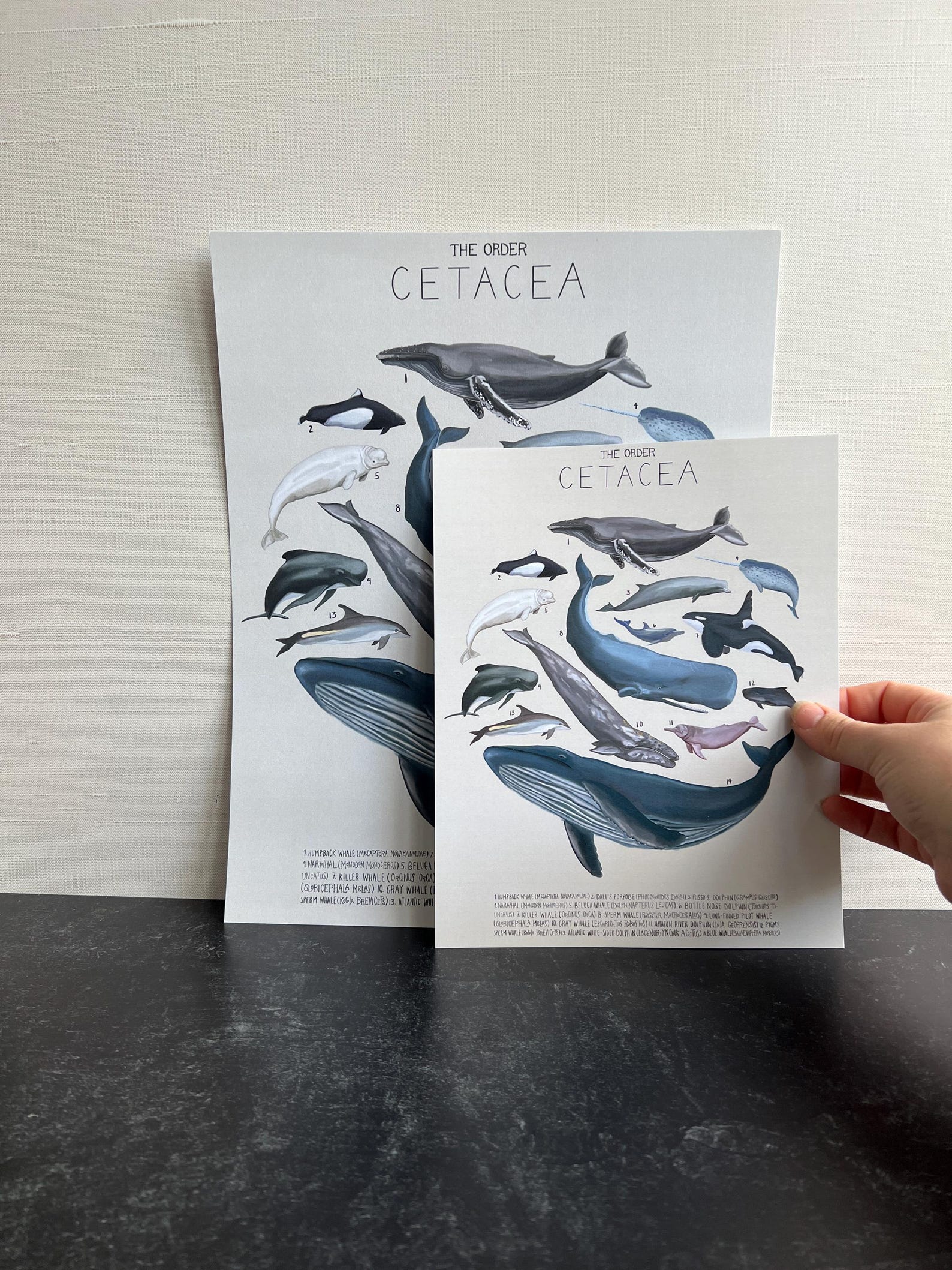 Whales, the Order Cetacea, Scientific Illustration - Etsy Canada