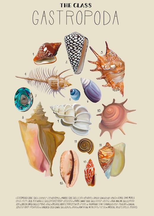 Shells, Marine Shells, the Class Gastropoda, Scientific Print ...