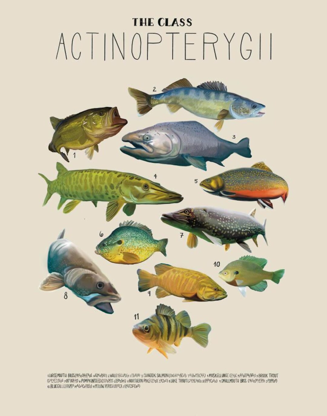 Fish, the Class Actinoptergygii, Ontario Fishing, Scientific ...