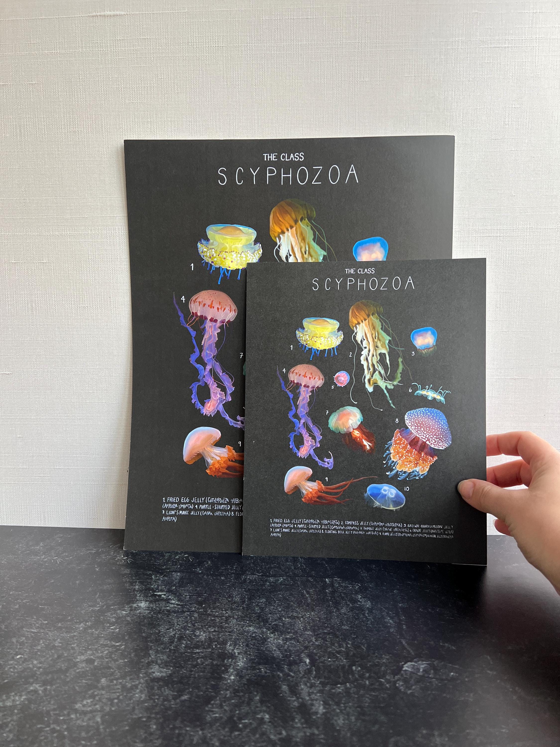 Jellyfish, the Class Scyphozoa, Scientific Illustration, Scientific ...
