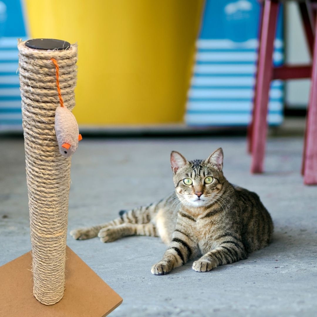 Cat Scratching Post Cat Scratcher for Indoor Cats Cat Post - Etsy
