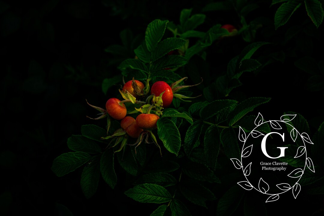 Rugosa Rose Berries - Etsy