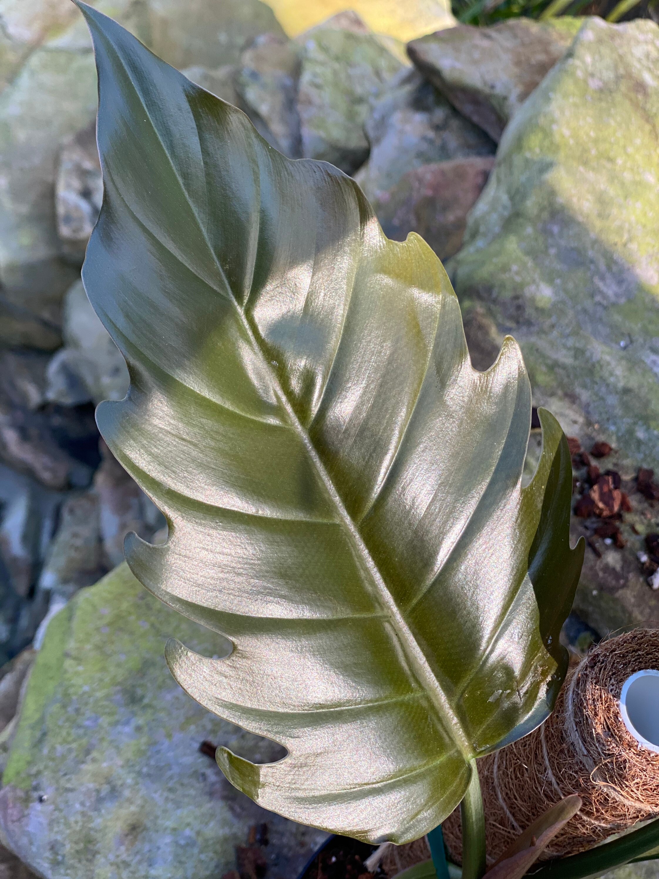 Paper Artificial Plant Handmade Plant Art from Original Illustrations ...