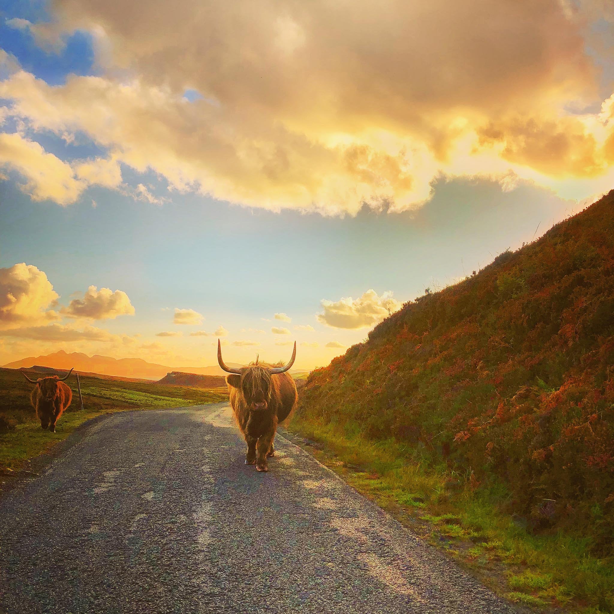 Highland Cows at Sunset on the Isle of Skye, Scotland, Digital Print ...