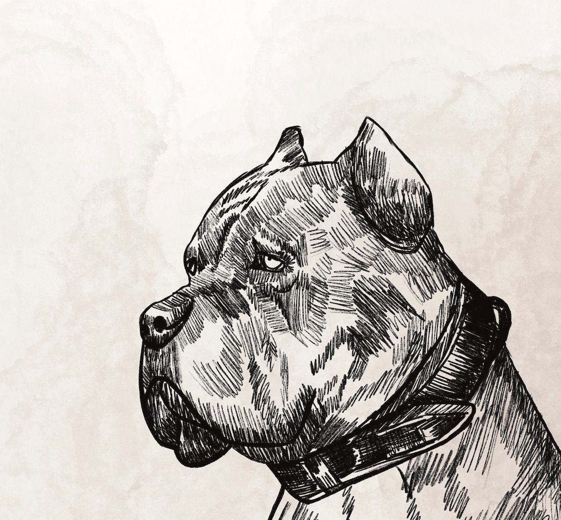 Cane Corso Print, Cane Corso Wall Art, Cane Corso Drawing, Cane Corso ...