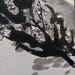 Vintage Japanese Plum Blossom Ink Painting Scroll (long) – Bunjinga ...