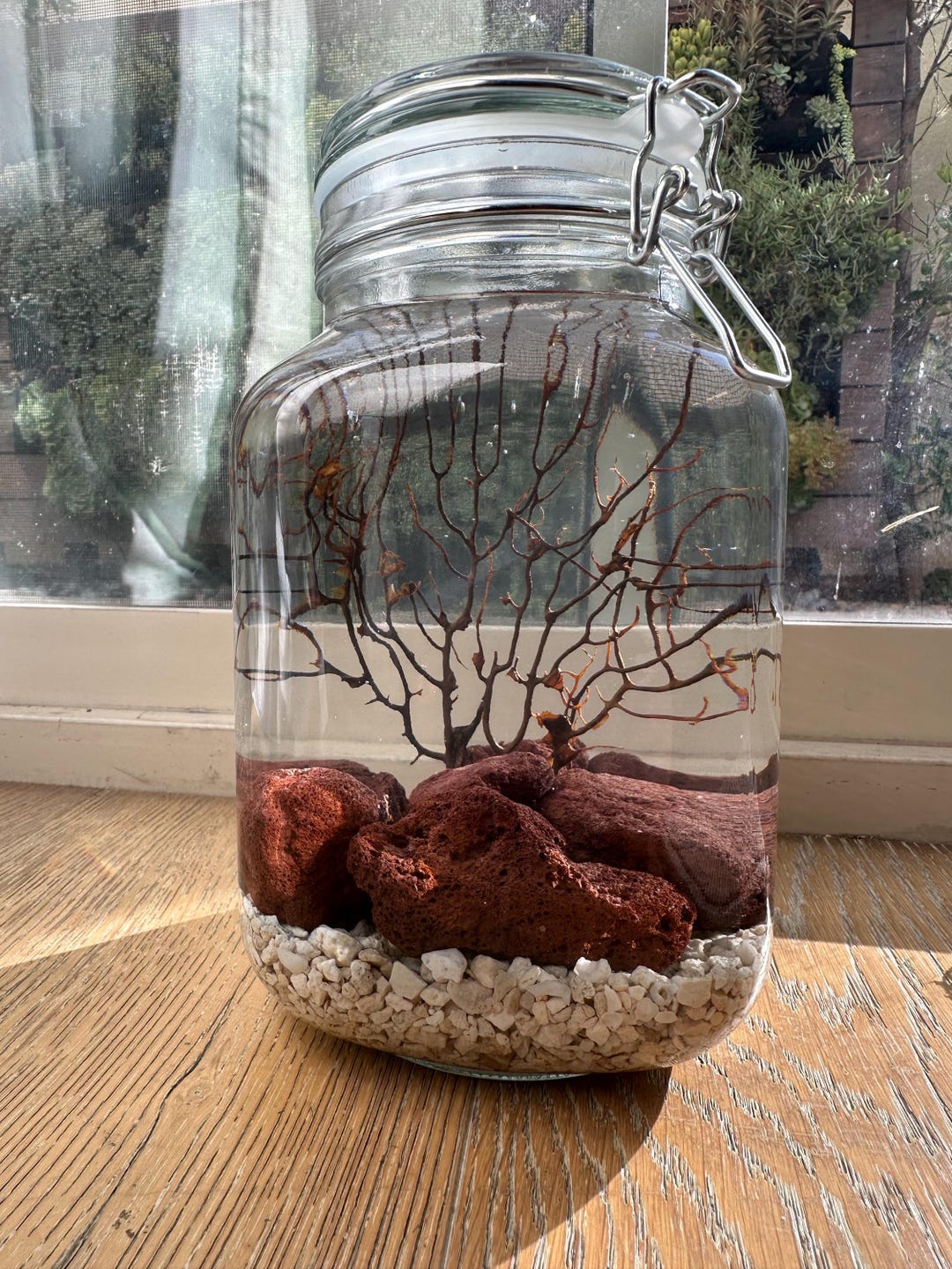 Tall Half Gallon Glass Shrimp Jar Aka Shrimparium for Keeping Opae Ula ...