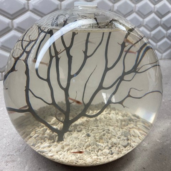 Shrimp Ecosphere - Etsy