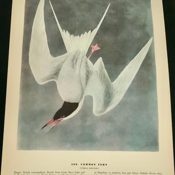 Common Tern - Etsy