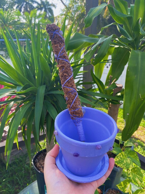 Crystal Aroid Grow Kit - Etsy