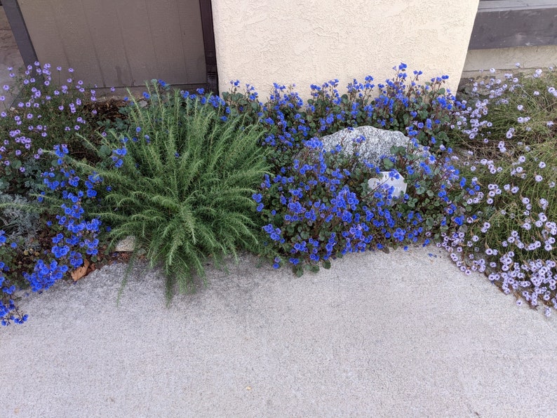 Desert Bluebell Seeds, Phacelia Campanularia. California and Arizona ...