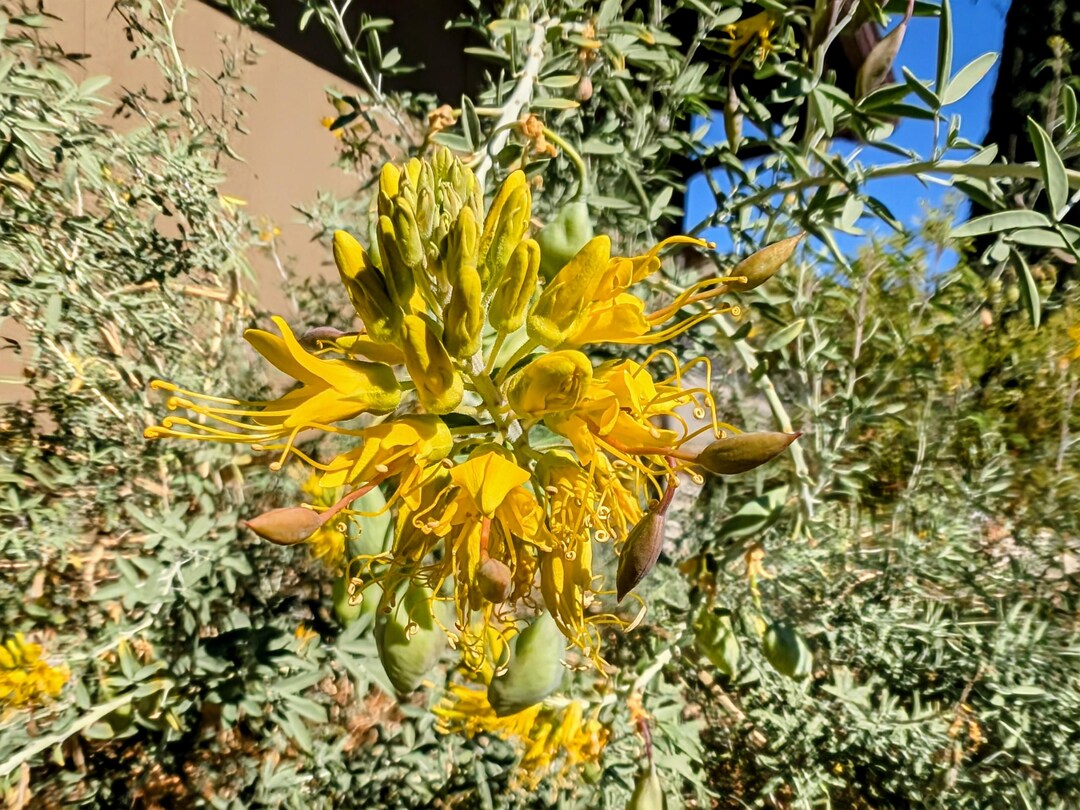 Bladderpod Seeds, Cleomella Arborea. California Shipping Only - Etsy