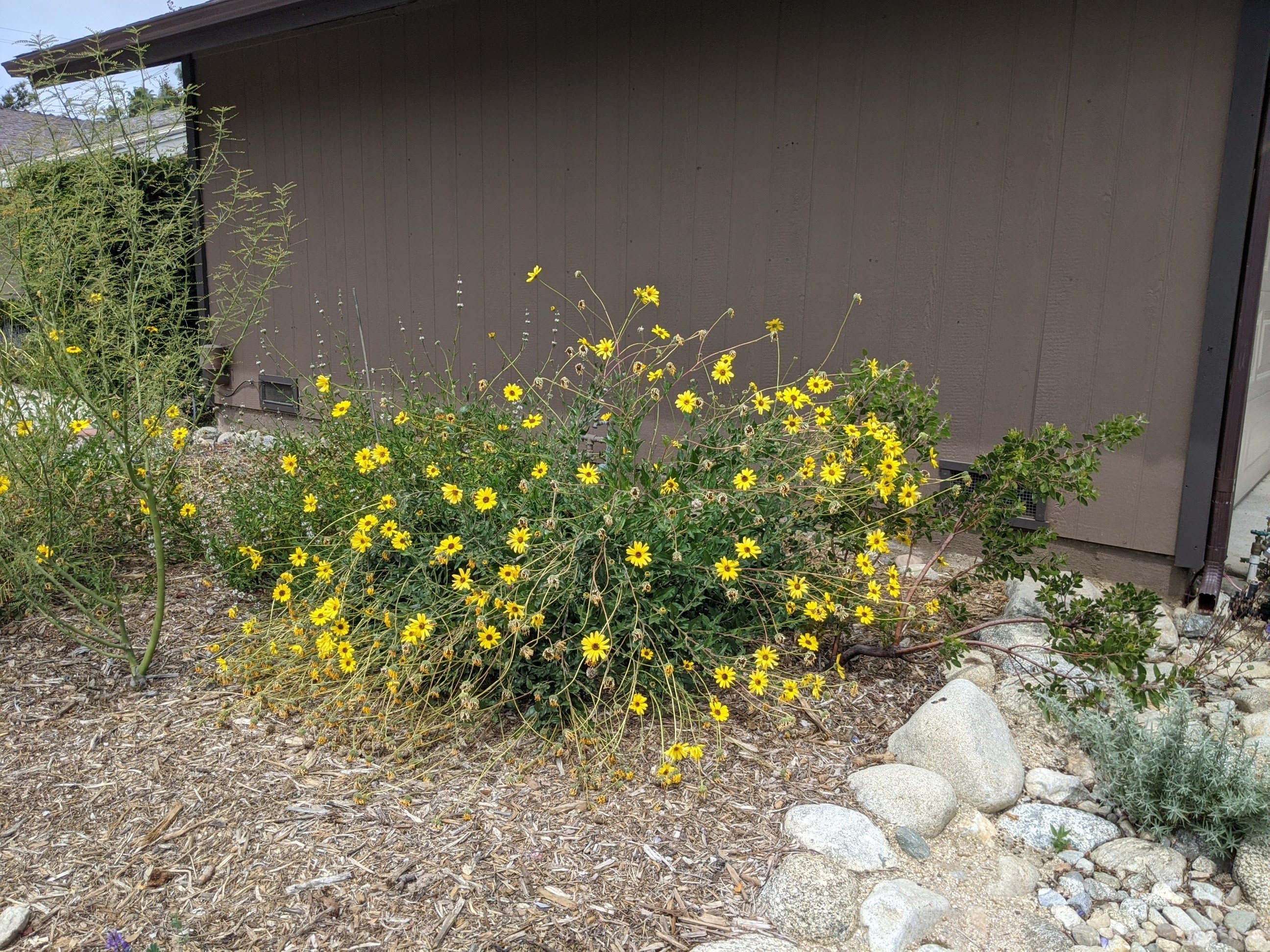 Bush Sunflower 1/2 Tsp. California Shipping Only - Etsy