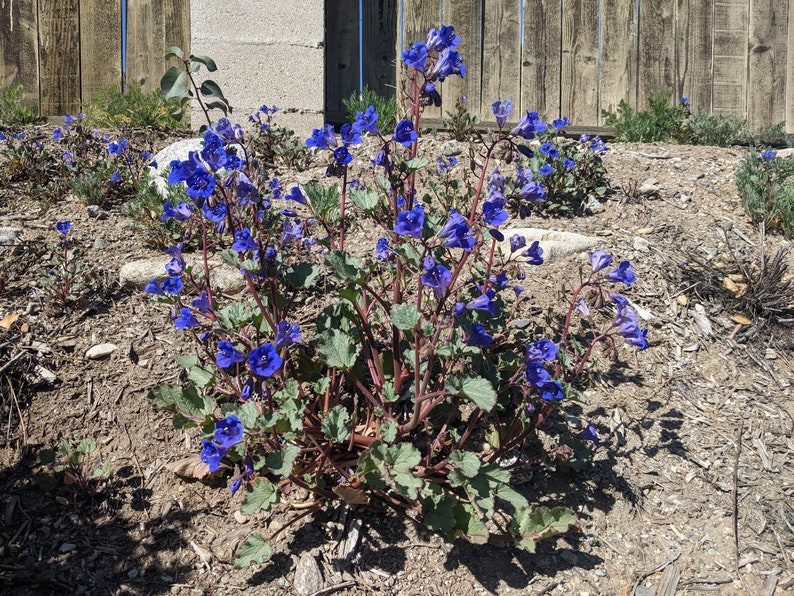 Desert Bluebell Seeds, Phacelia Campanularia. California and Arizona ...