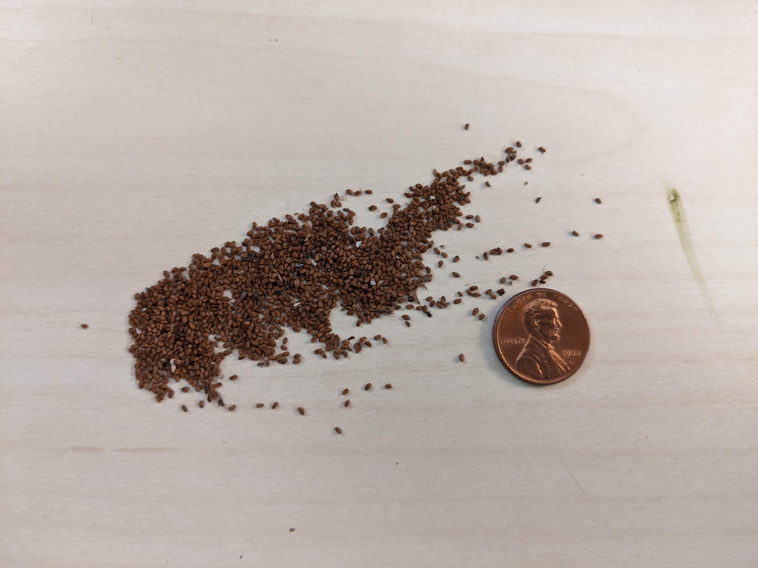 Desert Bluebell Seeds, 1/4 Tsp. California Shipping Only - Etsy