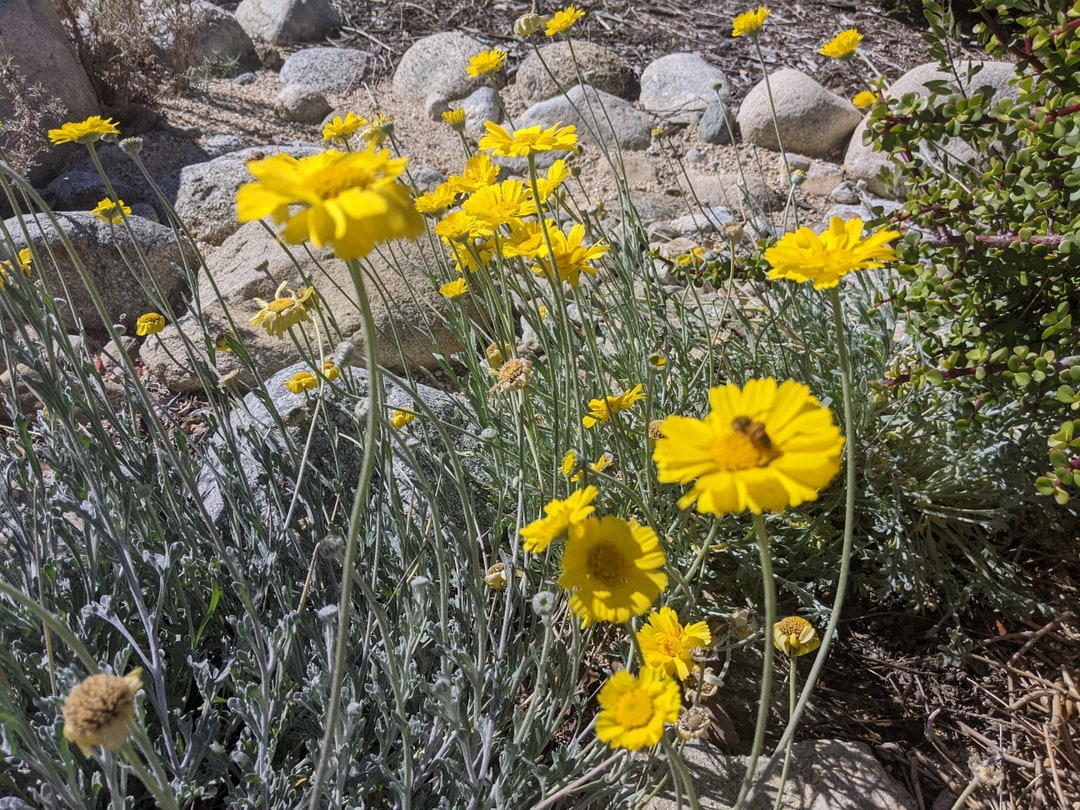 Desert Marigold, Baileya Multiradiata. California, Arizona, Nevada ...