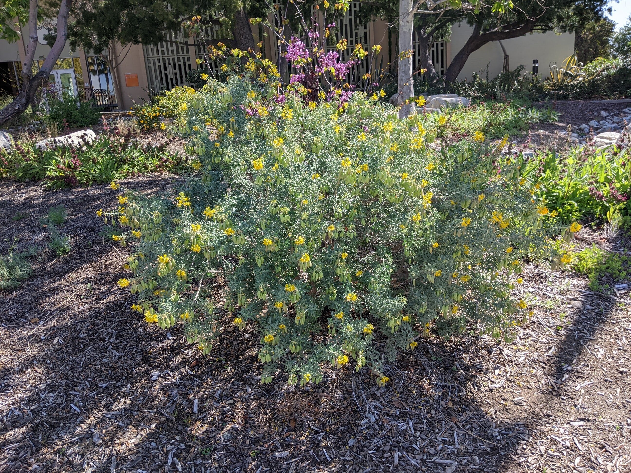 Bladderpod Seeds, Cleomella Arborea. California Shipping Only - Etsy