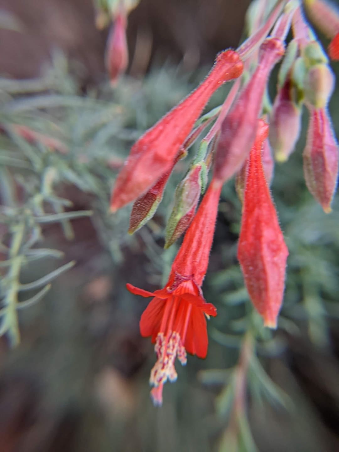California Fuchsia, Epilobium Canum, 1/64 Tsp. Seeds. California ...