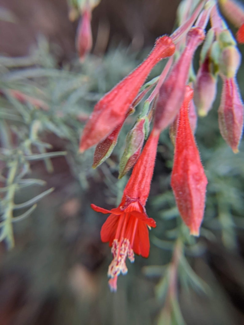 California Fuchsia, Epilobium Canum, 1/64 Tsp. Seeds. California ...