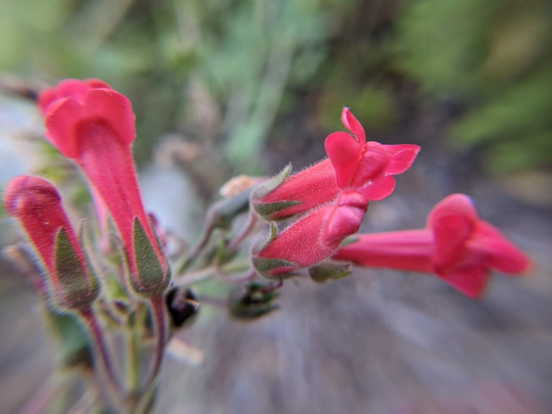 Island Snapdragon Seeds, California Shipping Only - Etsy