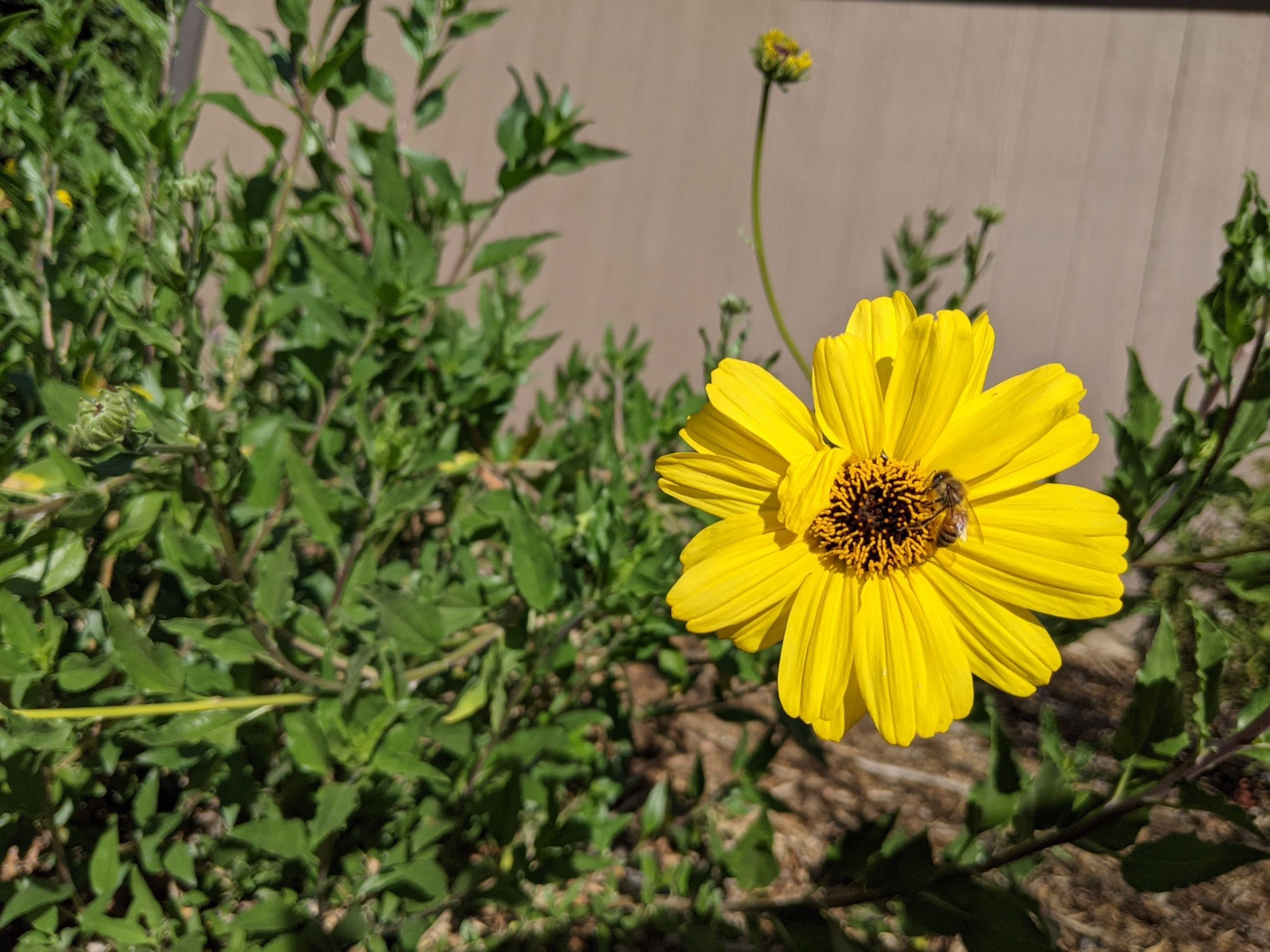 Bush Sunflower 1/2 Tsp. California Shipping Only - Etsy