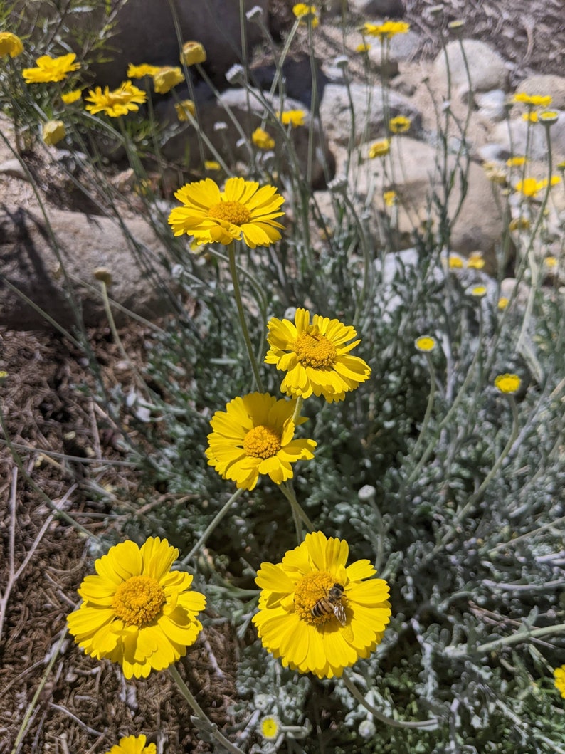 Desert Marigold, Baileya Multiradiata. California, Arizona, Nevada ...