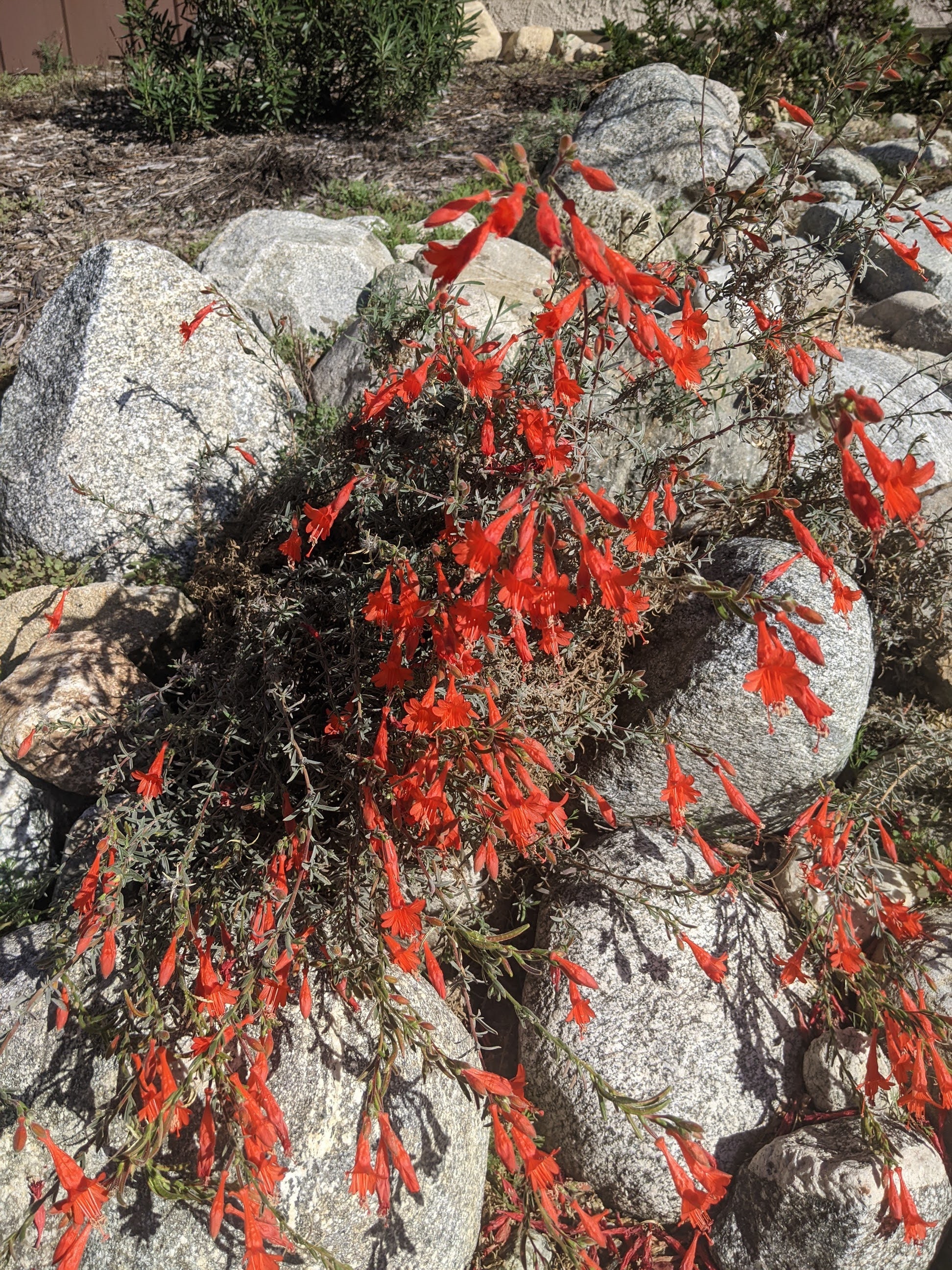California Fuchsia, Epilobium Canum, 1/64 Tsp. Seeds. California ...