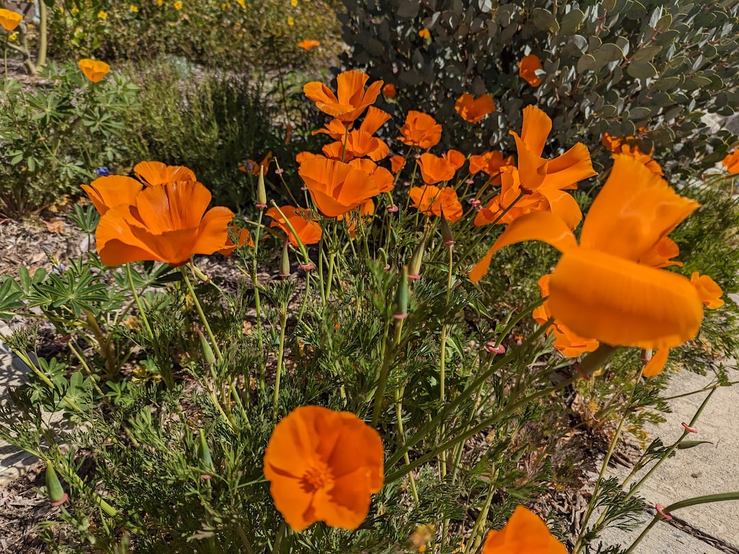 California Poppy Seeds, Eschscholzia Californica. 1 Packet, California ...
