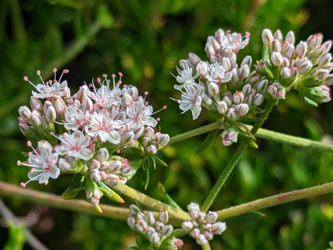 California Buckwheat Seeds, Eriogonum Fasciculatum. California Shipping ...