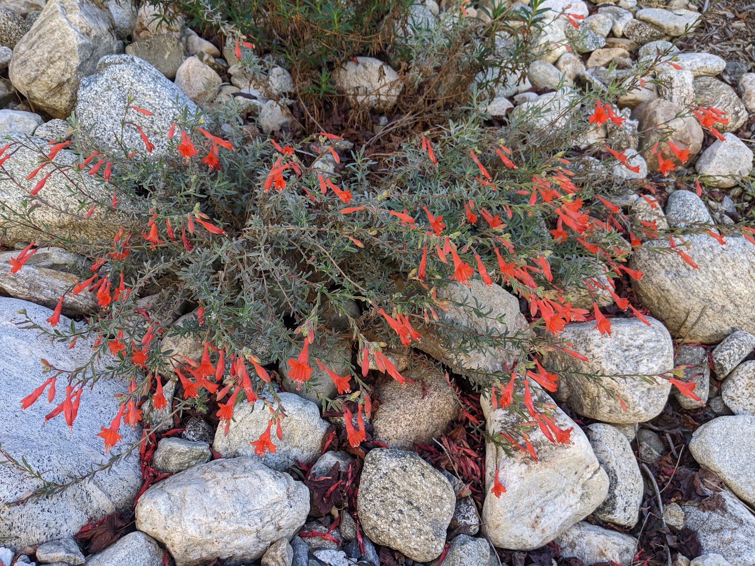 California Fuchsia, Epilobium Canum, 1/64 Tsp. Seeds. California ...