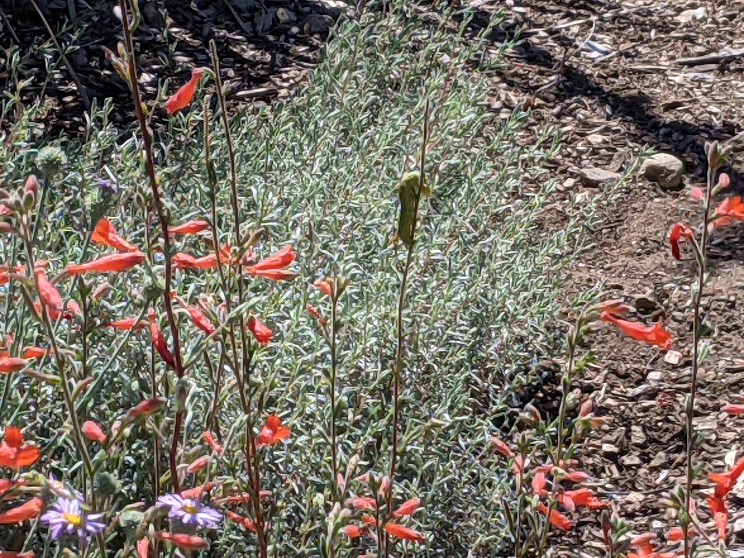 California Fuchsia, Epilobium Canum, 1/64 Tsp. Seeds. California ...