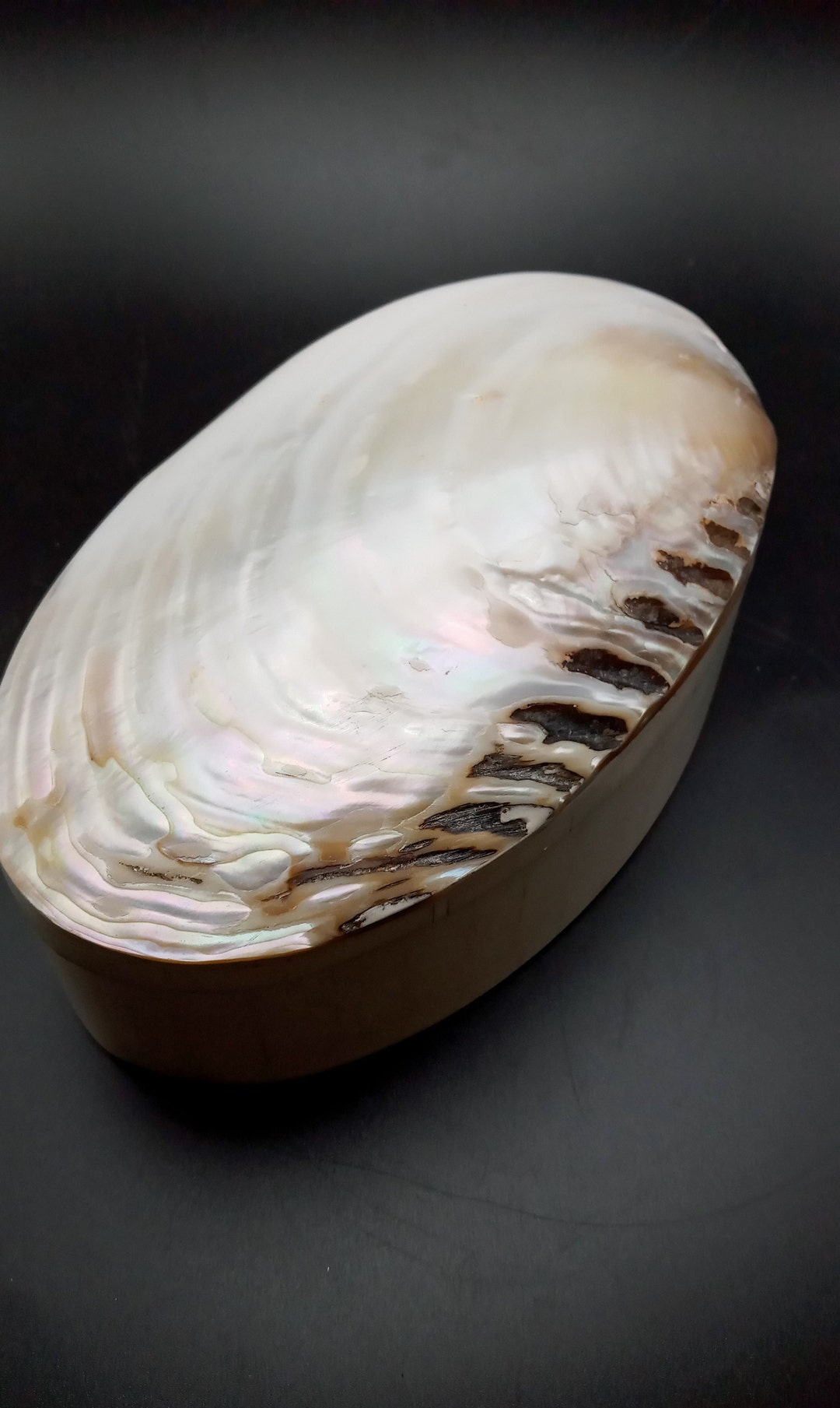Large Polished Clam Shell Jewelry, Trinket Box, Mother of Pearl ...