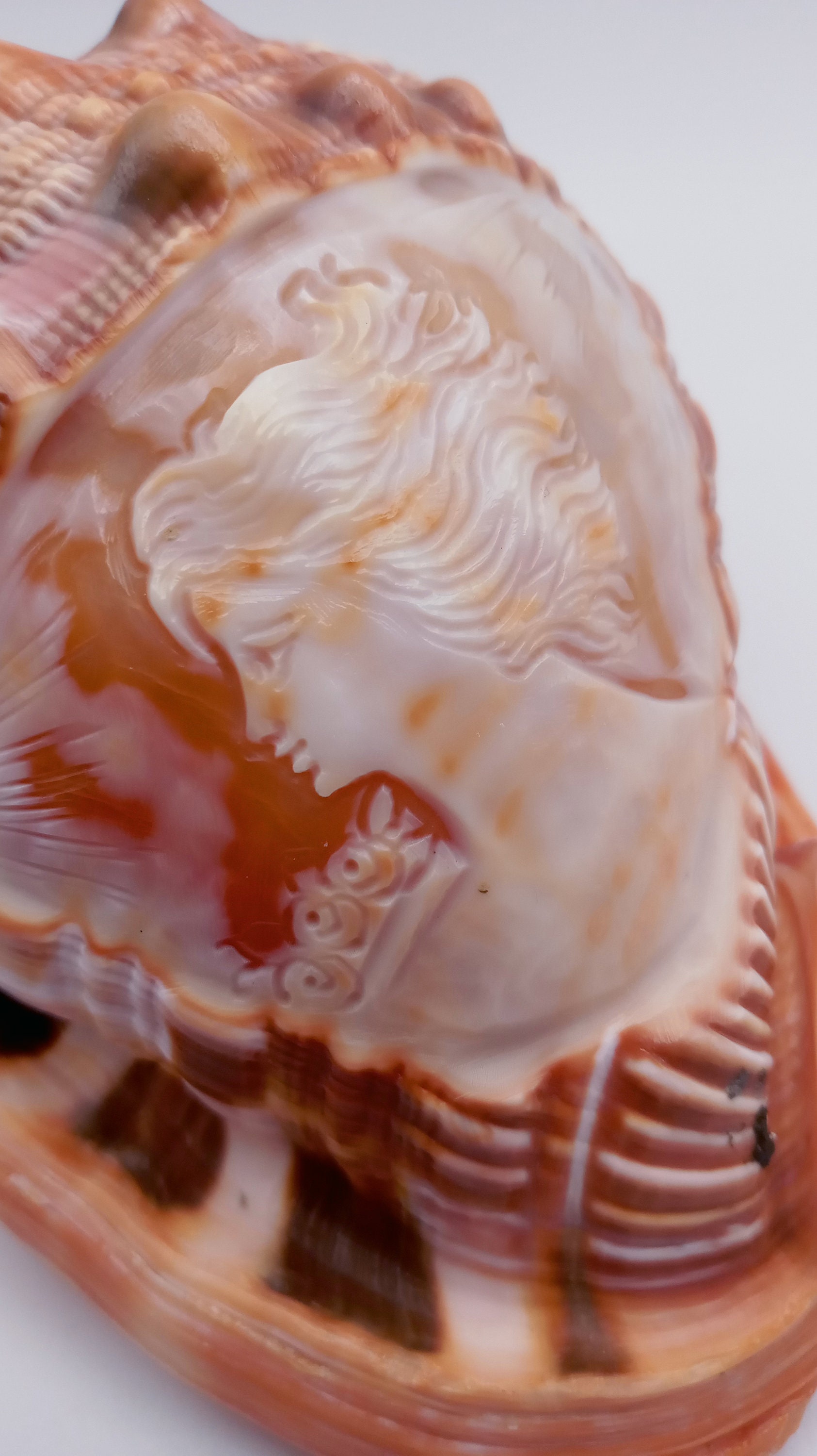 Hand Carved Cameo on a Whole Conch Shell, Italian - Etsy