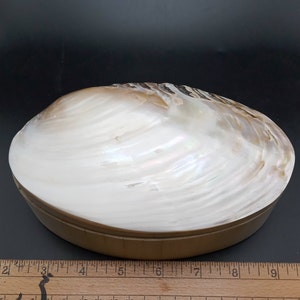 Large Polished Clam Shell Jewelry, Trinket Box, Mother of Pearl ...