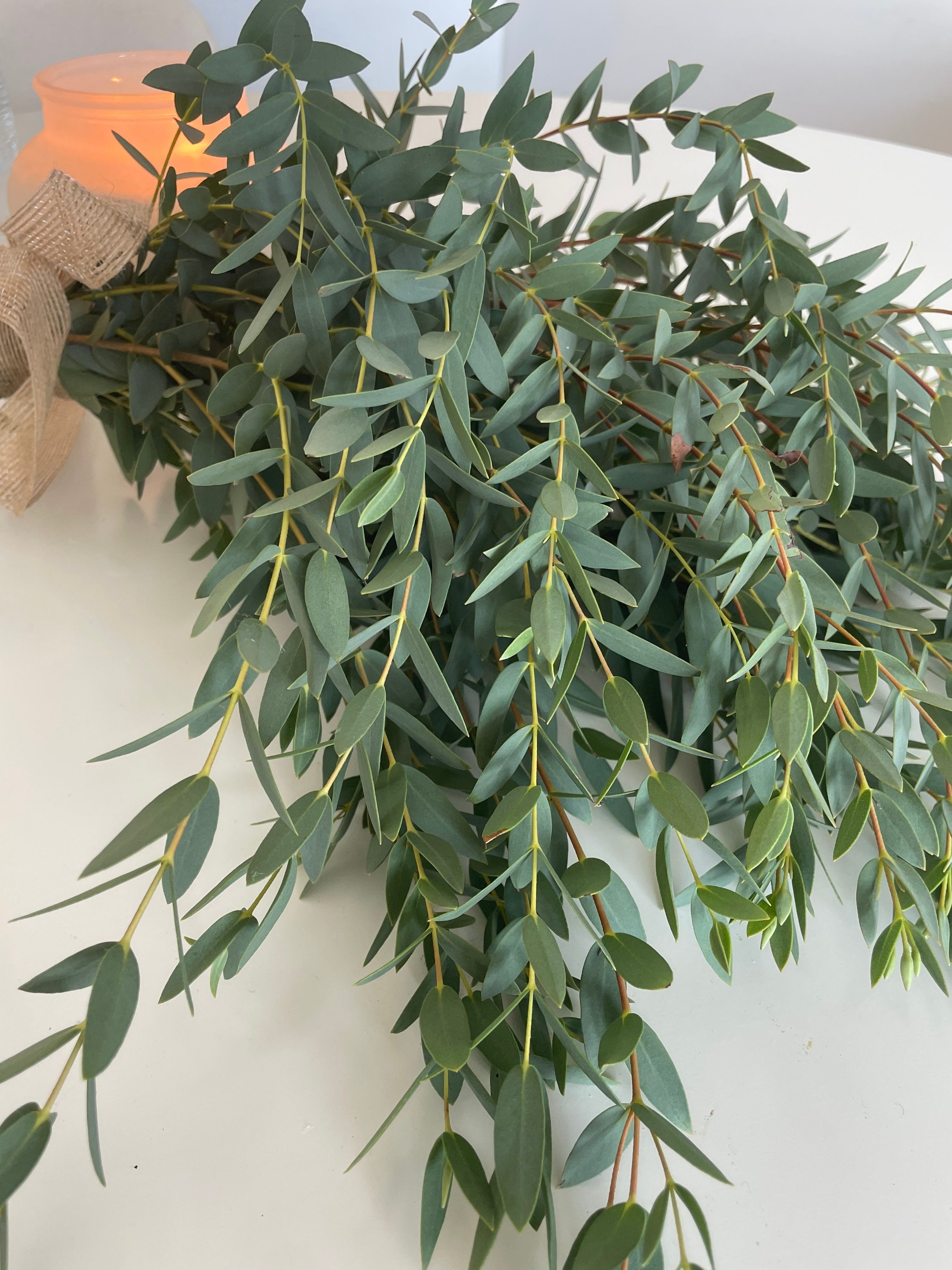 Parvifolia Eucalyptus/ Wedding/ Fresh Greenery/ Fresh Eucalyptus ...