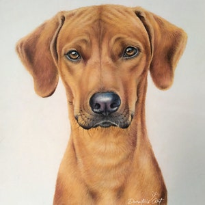 Custom Pet Portrait Colored and Pastel Pencils - Etsy