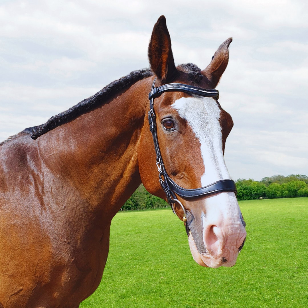 Equine Balance Anatomical Bridle Without Flash Strap Plain Cavesson ...