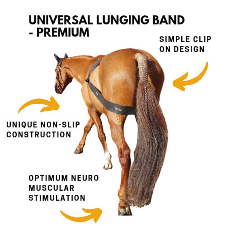 Lunging Band for Horses - Etsy