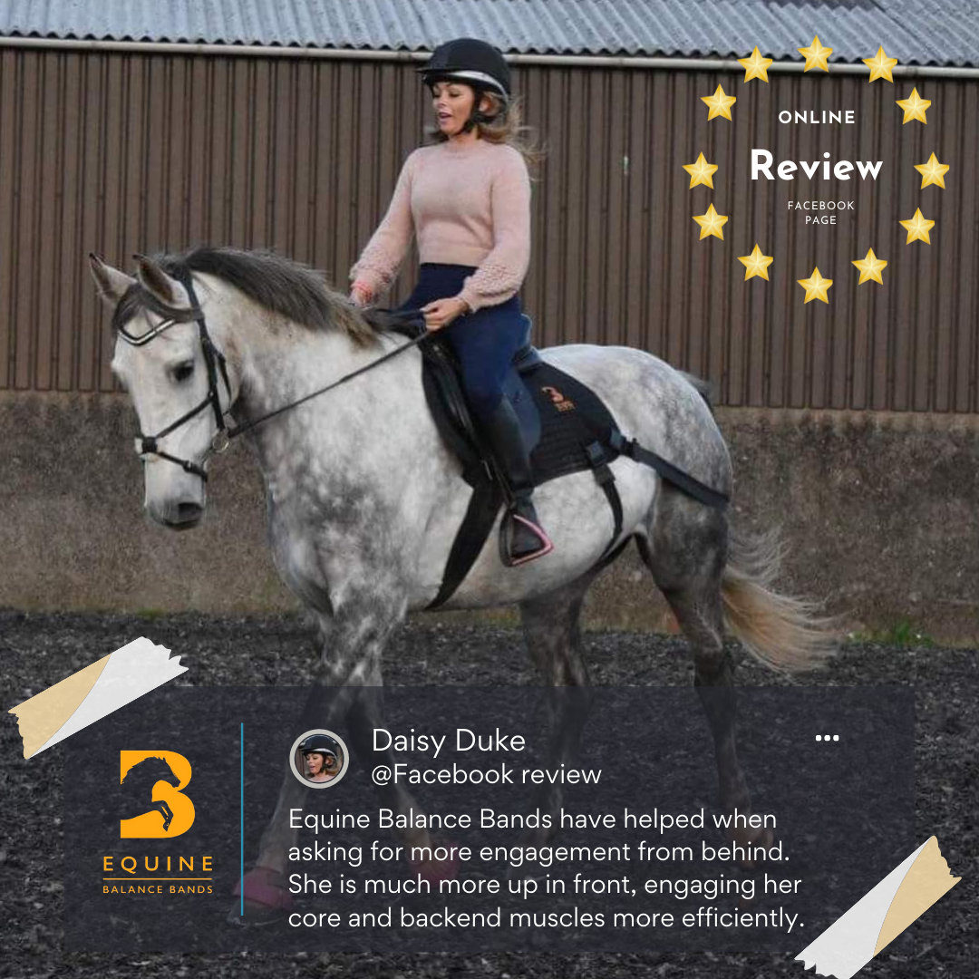 Pony Size Equine Band System - Etsy