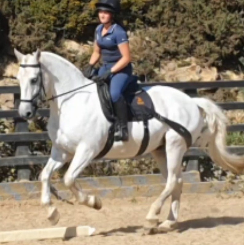 Equine Band System by Equine Balance Bands Equiband Alternative - Etsy