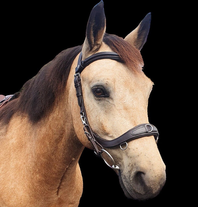 Equine Balance Anatomical Training Bridle - Etsy