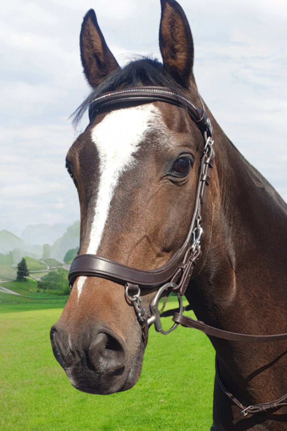 Equine Balance Performance Anatomical Bridle With Combination Noseband ...