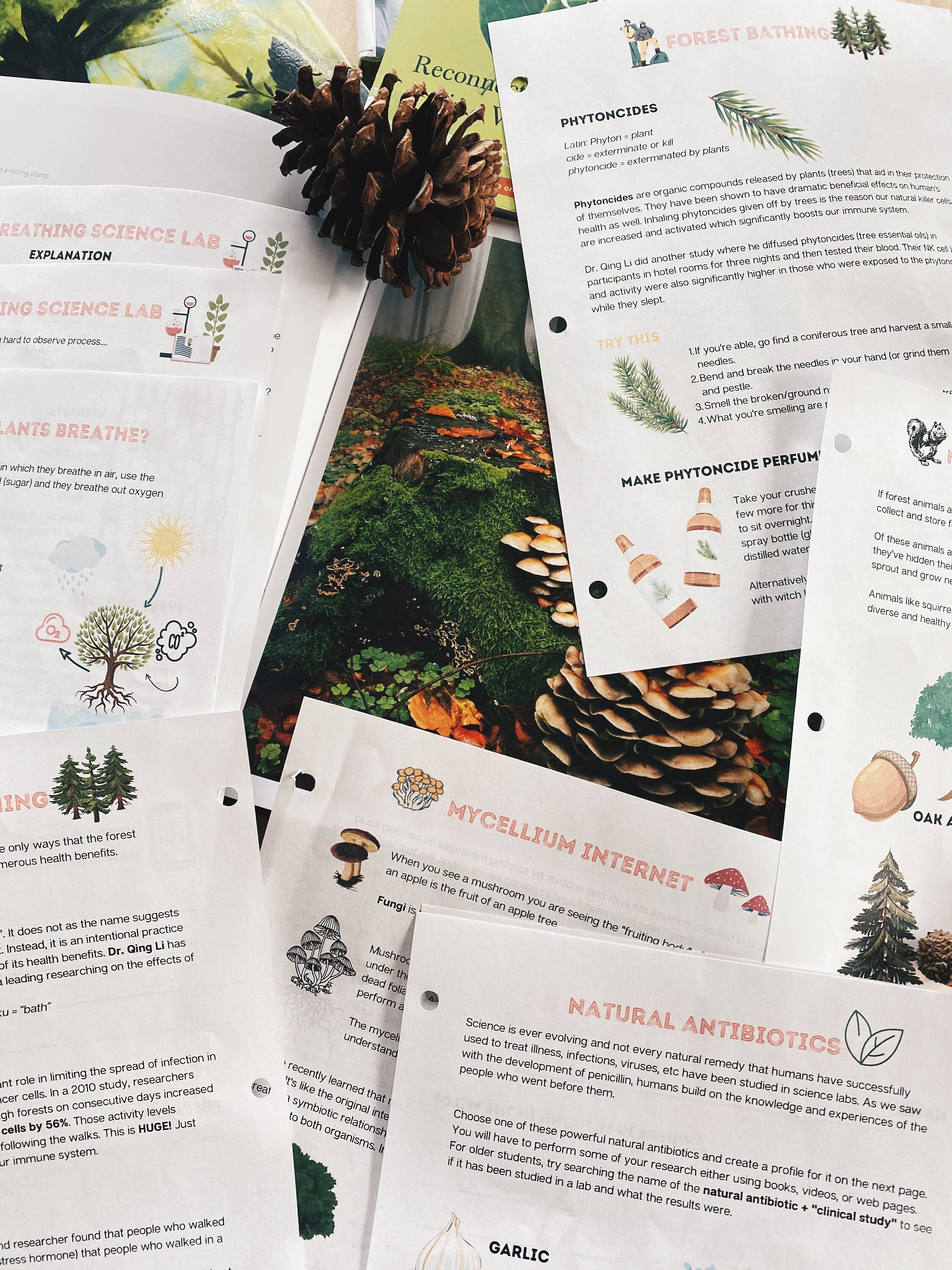 Forest Deep Dive Unit Study, Forest Bathing, Grade 4-8, Elementary ...