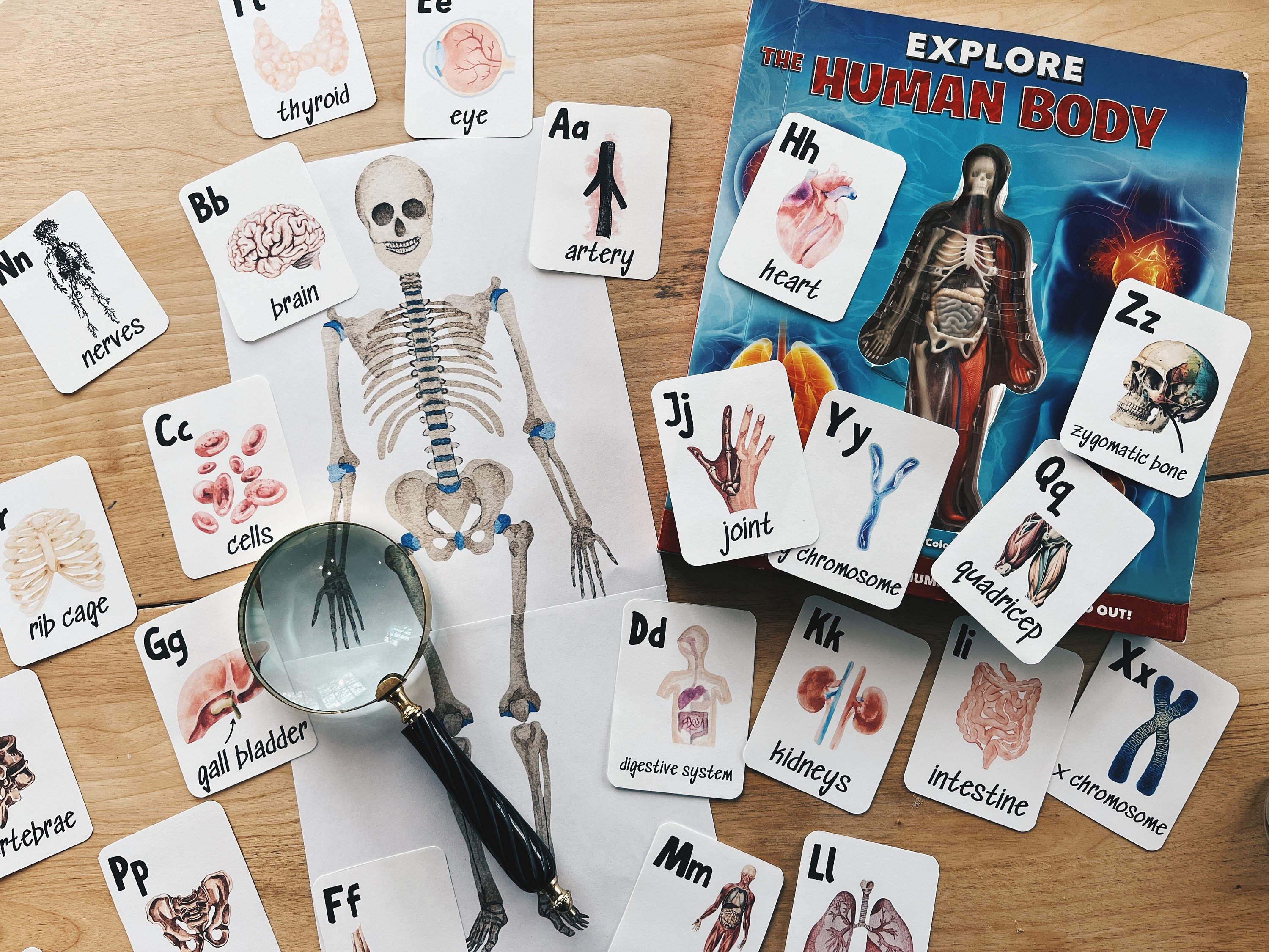 Human Anatomy Watercolour Flashcards + Vintage Anatomy Illustrations, 3 ...