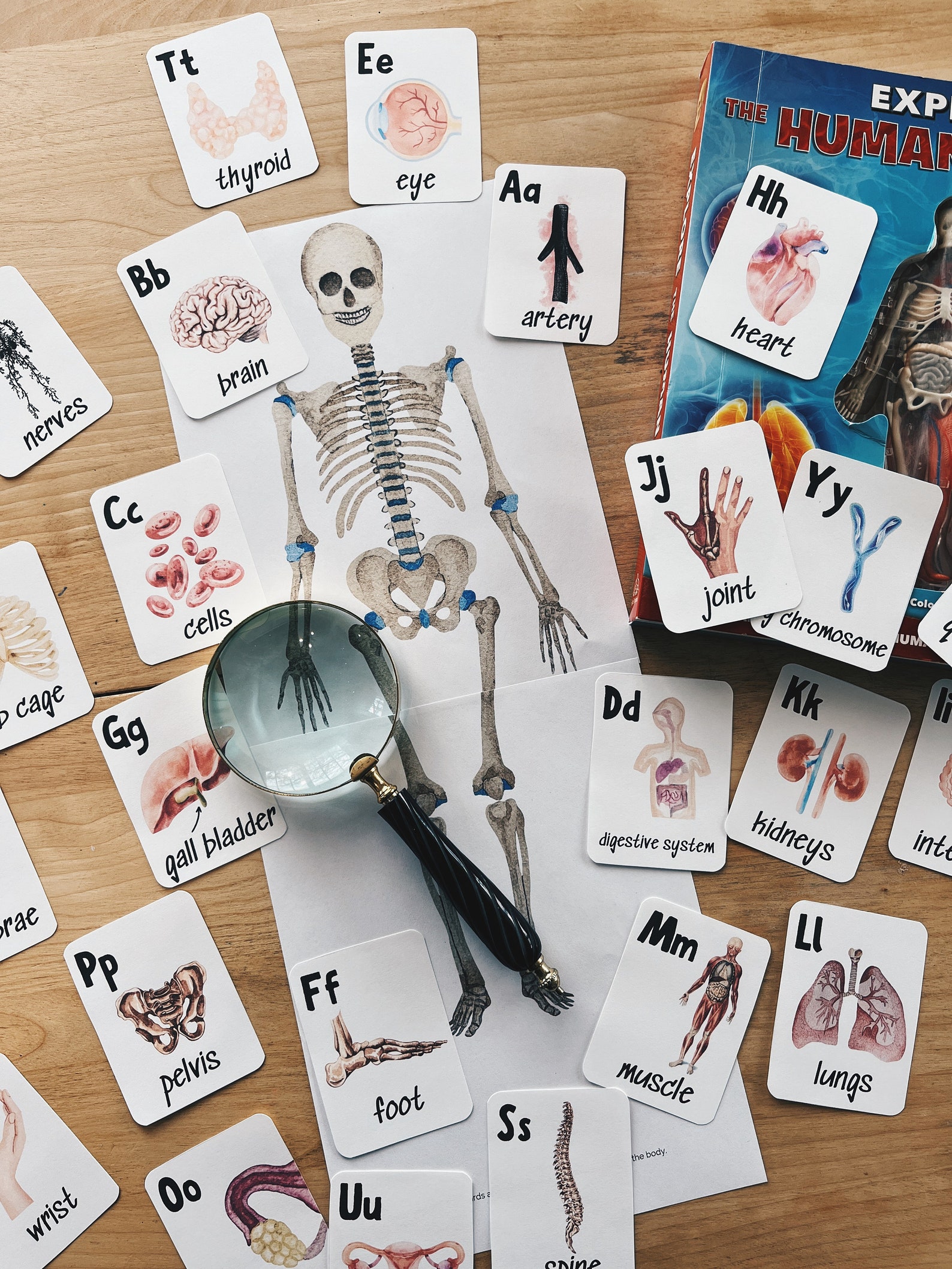 Human Anatomy Watercolour Flashcards + Vintage Anatomy Illustrations, 3 ...