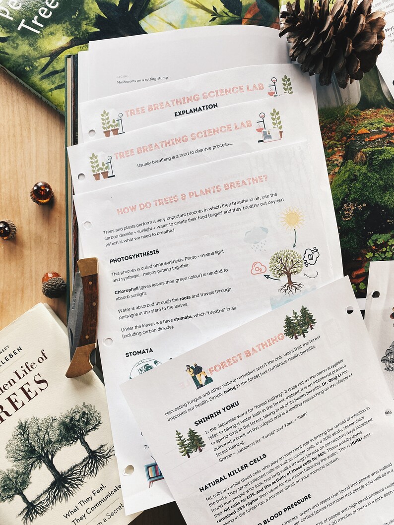 Forest Deep Dive Unit Study, Forest Bathing, Grade 4-8, Elementary ...