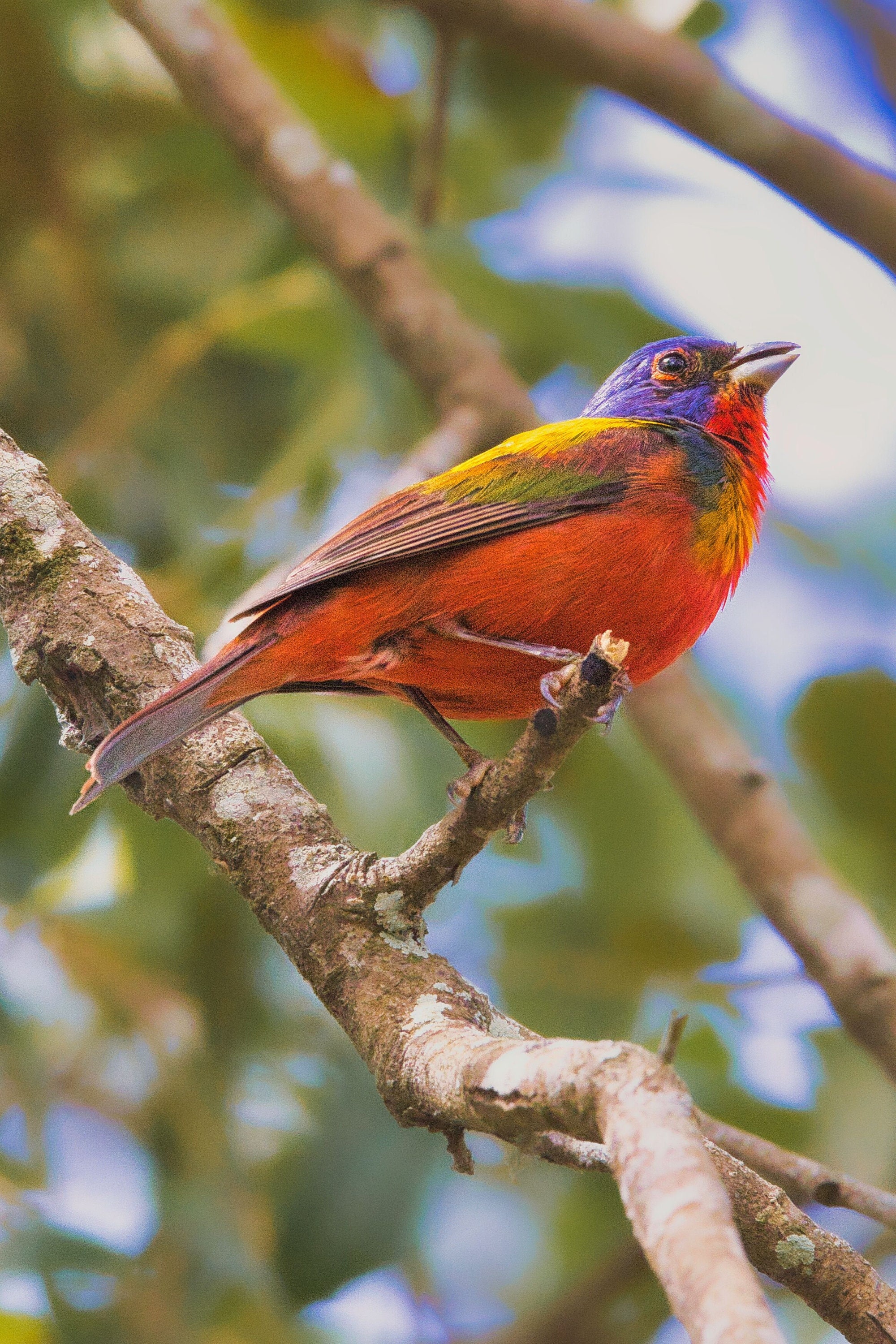 Painted Bunting up Close - Etsy