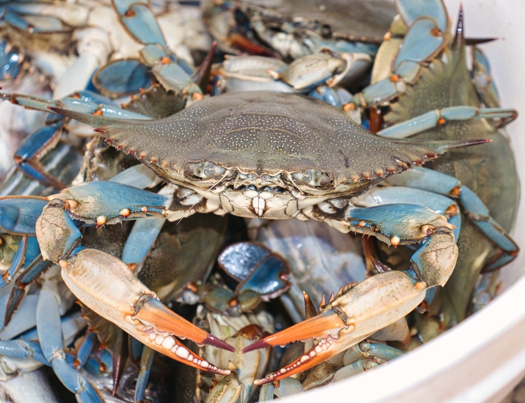 Blue Crab Saying Hello! - Etsy