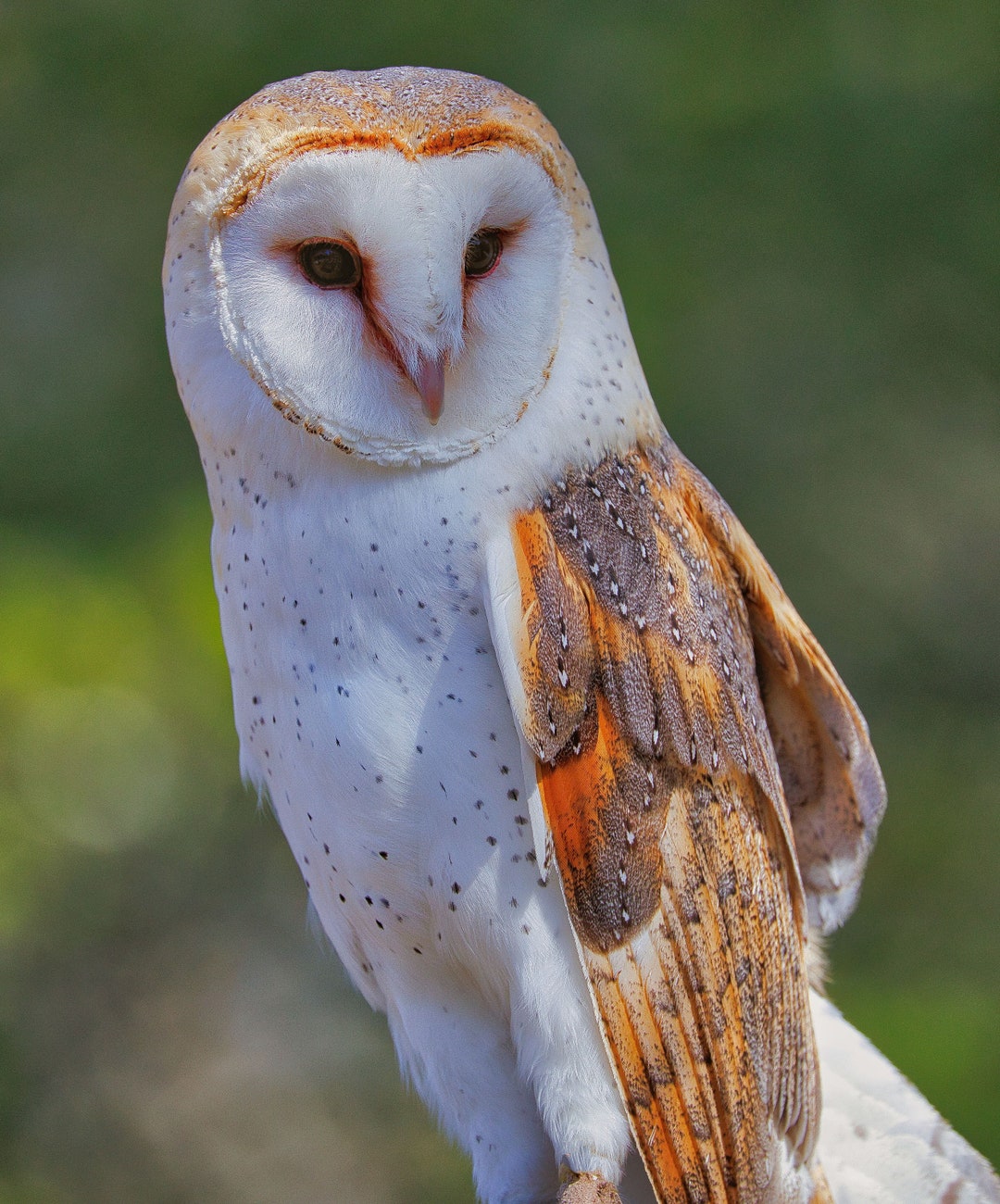 Majestic Barn Owl in His Suit of Armor - Etsy